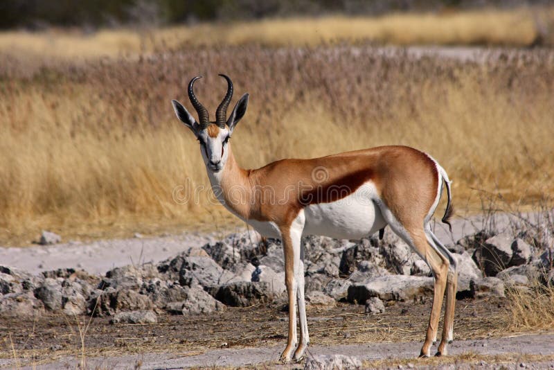 A springbok stock photo. Image of wild, safari, namibia - 29191038