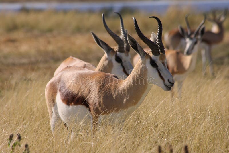 A springbok stock image. Image of africa, tourism, life - 29191051