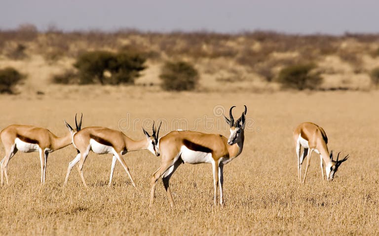 7,354 Springbok Stock Photos - Free & Royalty-Free Stock Photos from ...
