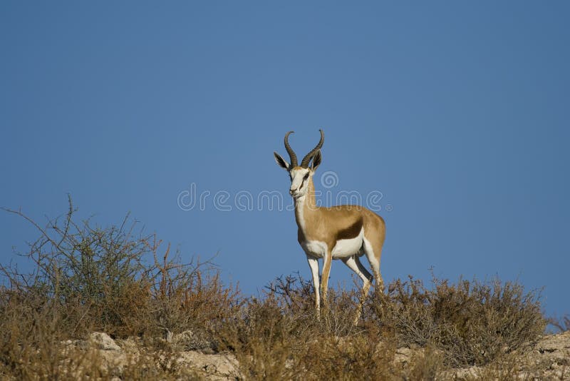 Male Springbok stock image. Image of tours, springbok - 15936889