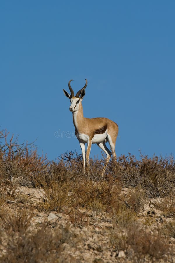 Wild African Springbok Antelope Drinking Stock Photo - Image of ...