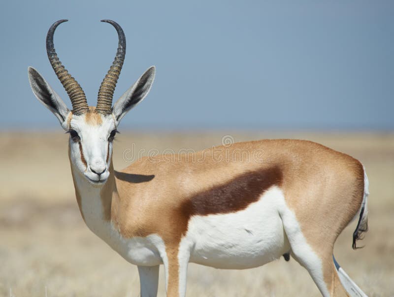 Springbok image stock. Image du andouiller, africain - 39816575