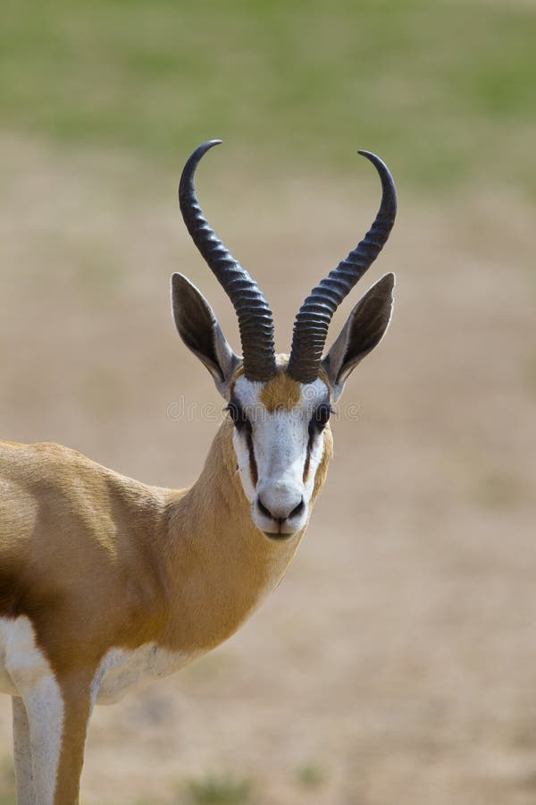 24+ Springbok head Free Stock Photos - StockFreeImages