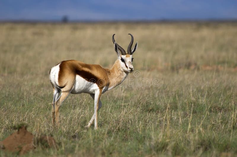 Springbok stock photo. Image of kalahari, face, mammal - 18389124