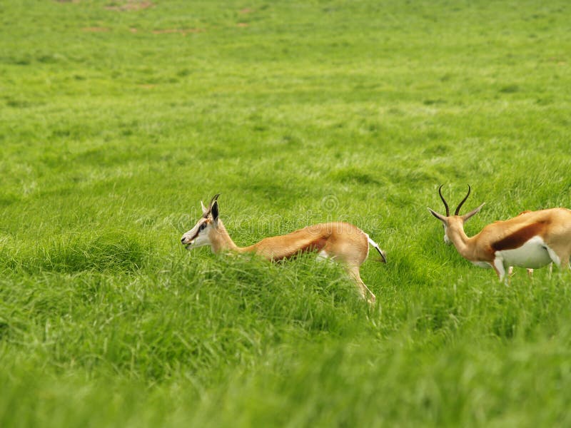 Springbok stock image. Image of springbok, wildlife, reserve - 5518297