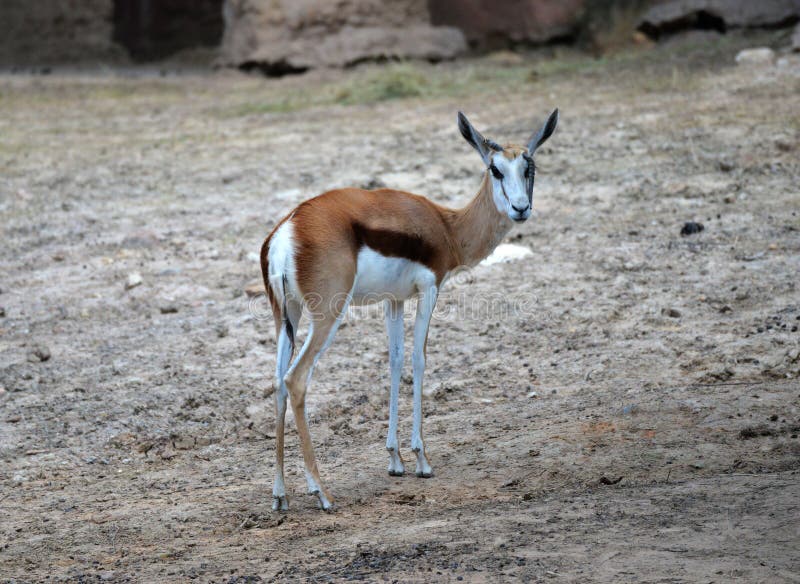 Springbok stock foto. Image of zand, zoogdier, herbivoor - 61117014