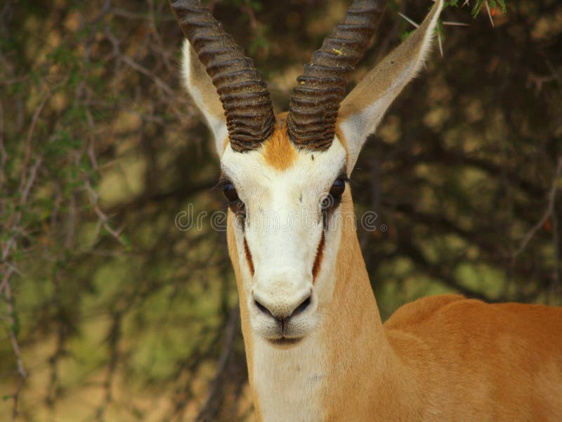Springbok stock photo. Image of blurred, gazelle, eyes - 6481310