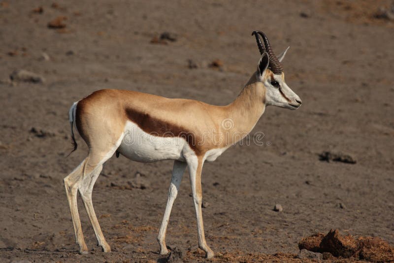 Springbok stock photo. Image of african, africa, etosha - 21059976