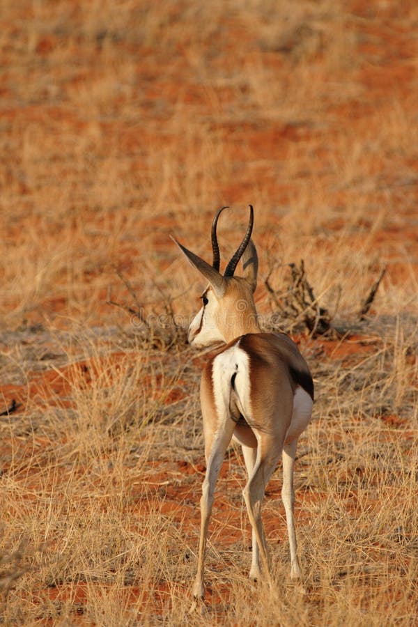 Springbok stock photo. Image of springbok, antelope, portrait - 6827384