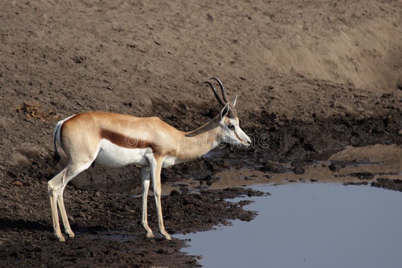 Springbok stock photo. Image of namibia, head, antelope - 6804540