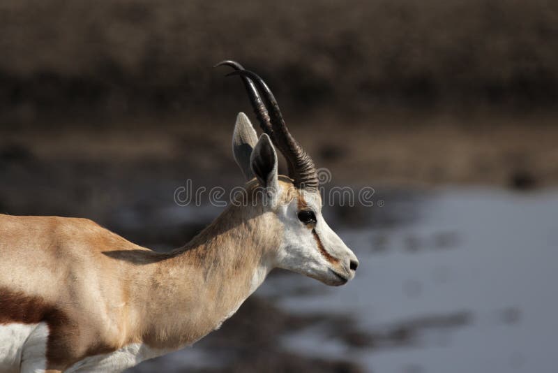Eland stock photo. Image of hoof, namibia, large, oryx - 18388126