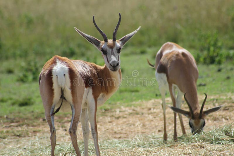 Springbok redactionele afbeelding. Image of zuiden, afrika - 75700370