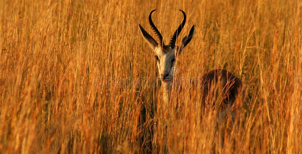 Springbok Free Stock Photos & Pictures, Springbok Royalty-Free and ...