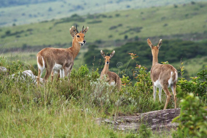 Winter impression stock image. Image of observe, black - 697785