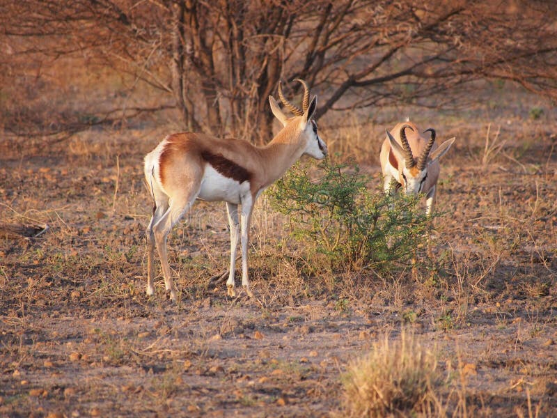 Springbok stockbild. Bild von pflanzenfressend, safari - 86834103