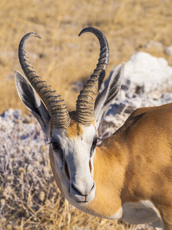 Springbok stockbild. Bild von park, wildnis, wild, tier - 77847033