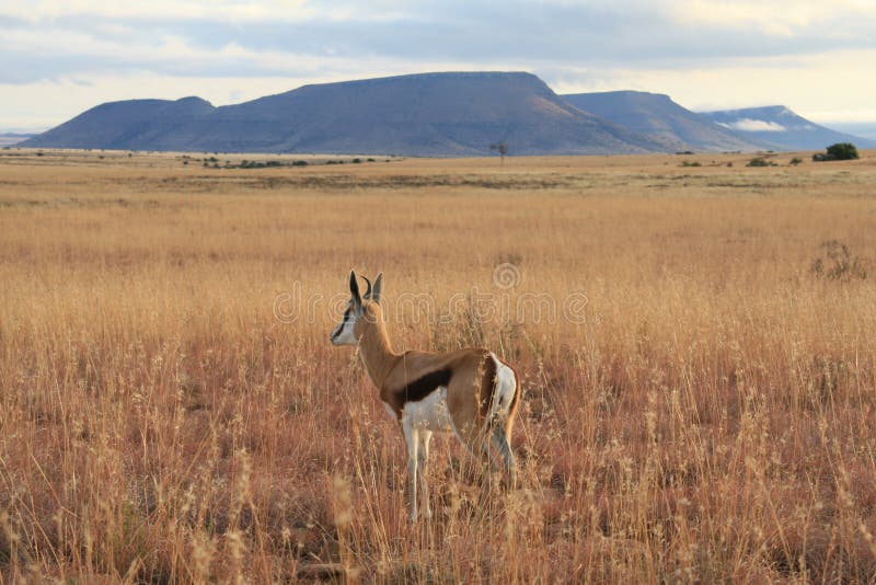 Springbok stock photo. Image of kalahari, face, mammal - 18389124