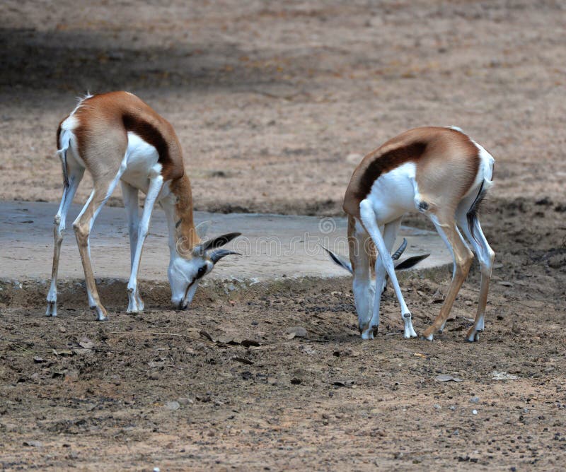 504 Springbok Life Cycle Stock Photos - Free & Royalty-Free Stock ...