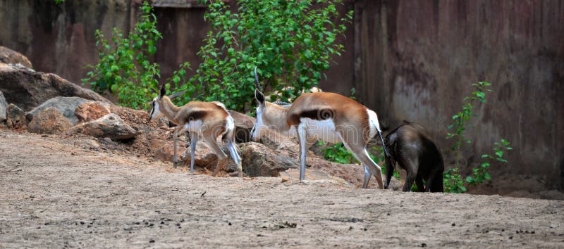 530 Springbok Life Cycle Stock Photos - Free & Royalty-Free Stock ...