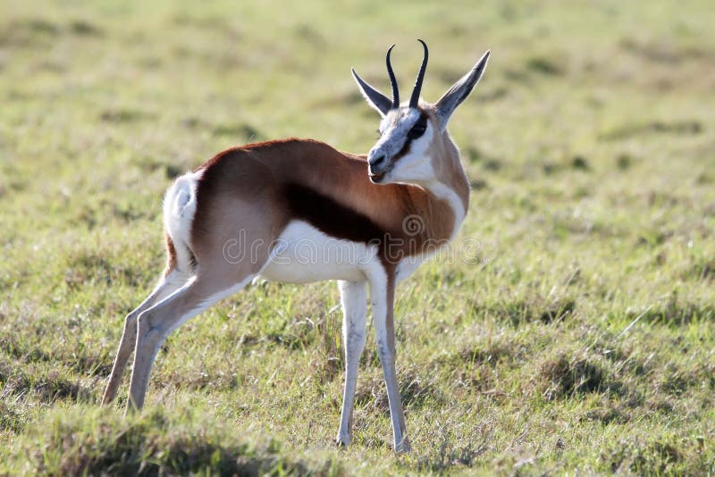Pet Rat Grooming stock photo. Image of fluffy, clean - 11728062