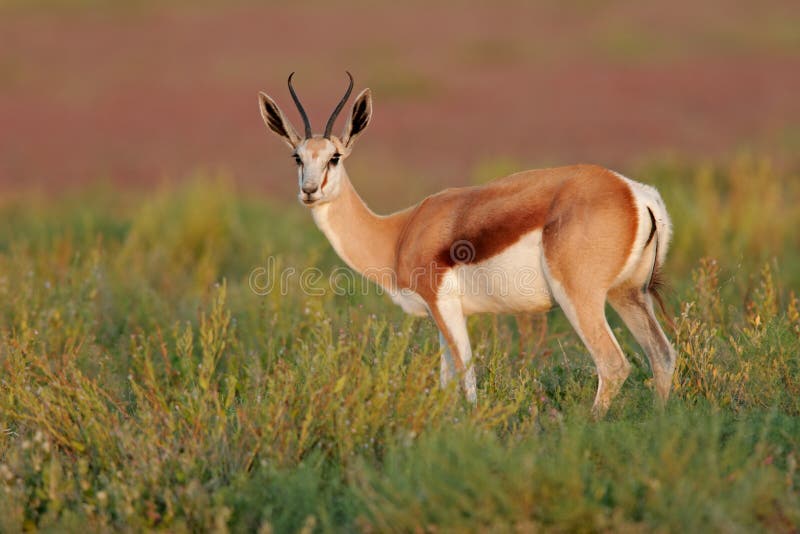 Springbok Male in Savanna Grasslands of Namibia Stock Photo - Image of ...