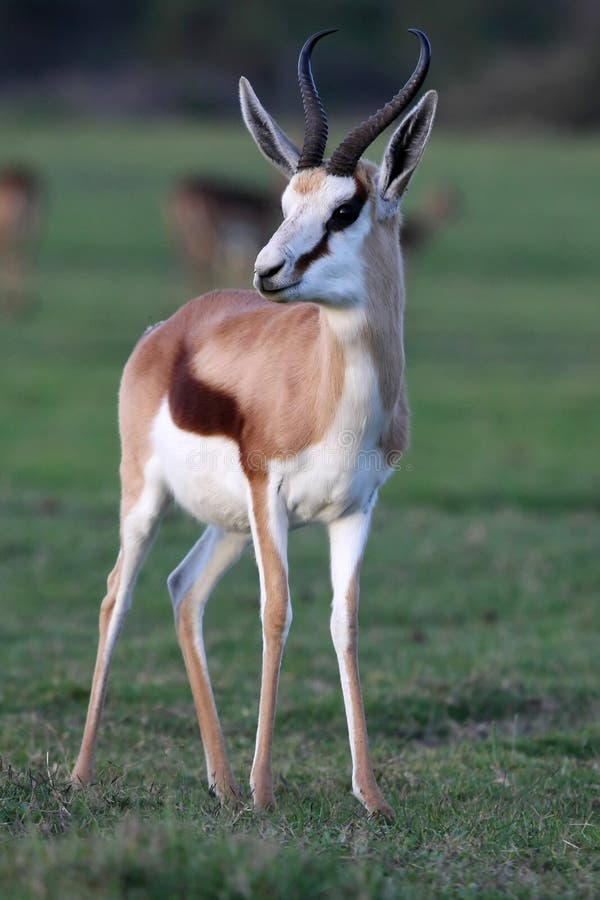 Springbok antelope stock photo. Image of marsupialis, habitat - 1417562