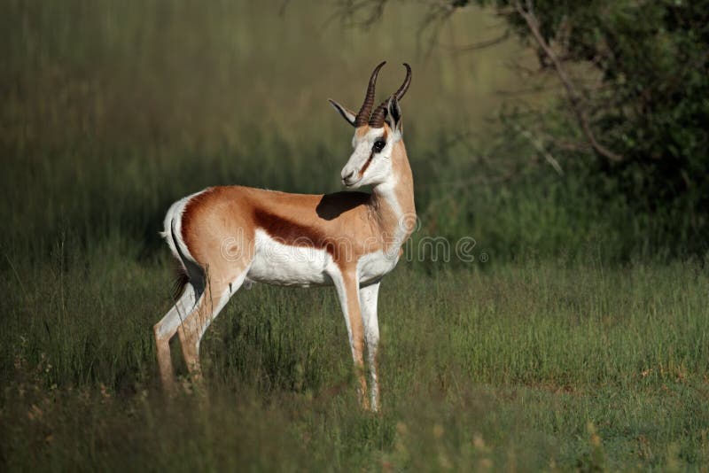 Springbok antelope stock image. Image of south, antidorcas - 15406499