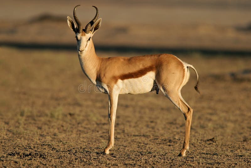 Springbok antelope stock photo. Image of outdoor, mammal - 17756998