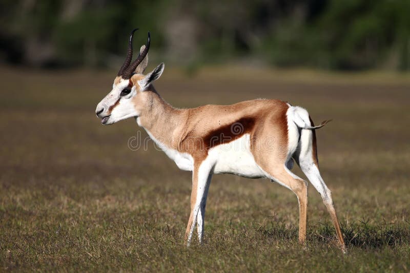 Springbok Antelope Grooming Stock Photo - Image of safari, springbok ...