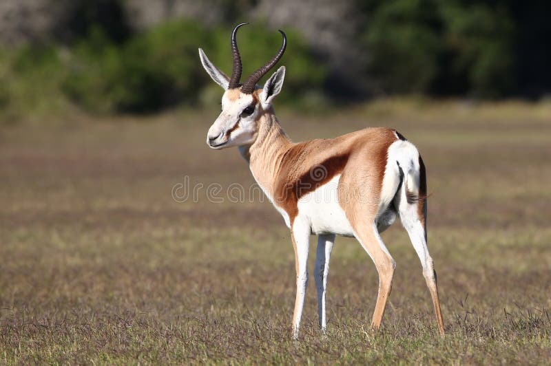 Springbok Antelope Grooming Stock Photo - Image of safari, springbok ...