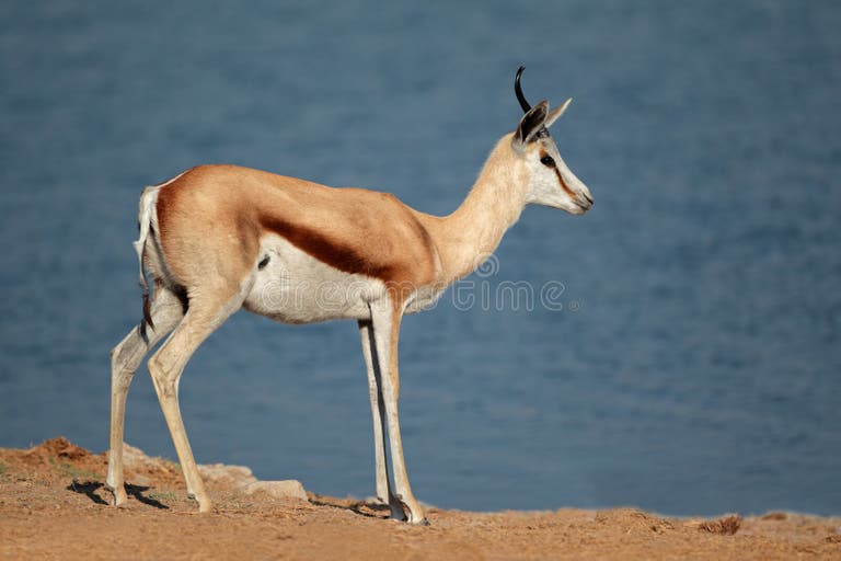 2,645 Springbok Etosha National Park Namibia Stock Photos - Free ...