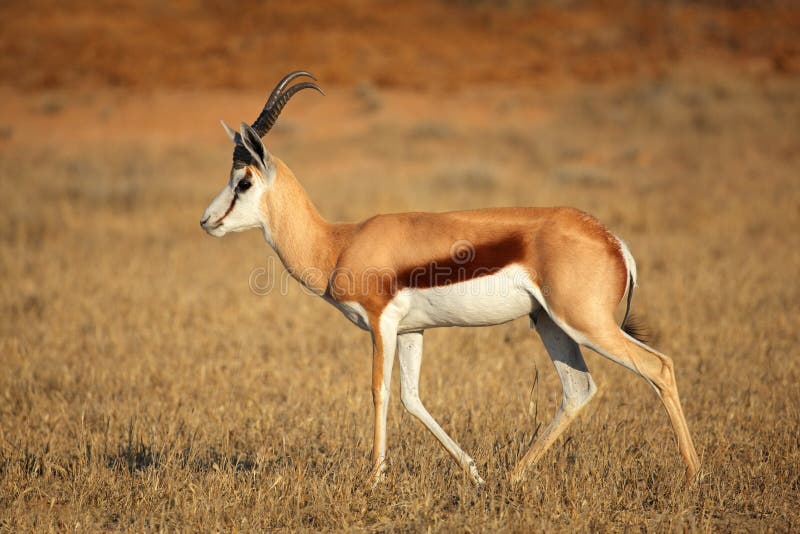 Springbok Male in Savanna Grasslands of Namibia Stock Photo - Image of ...