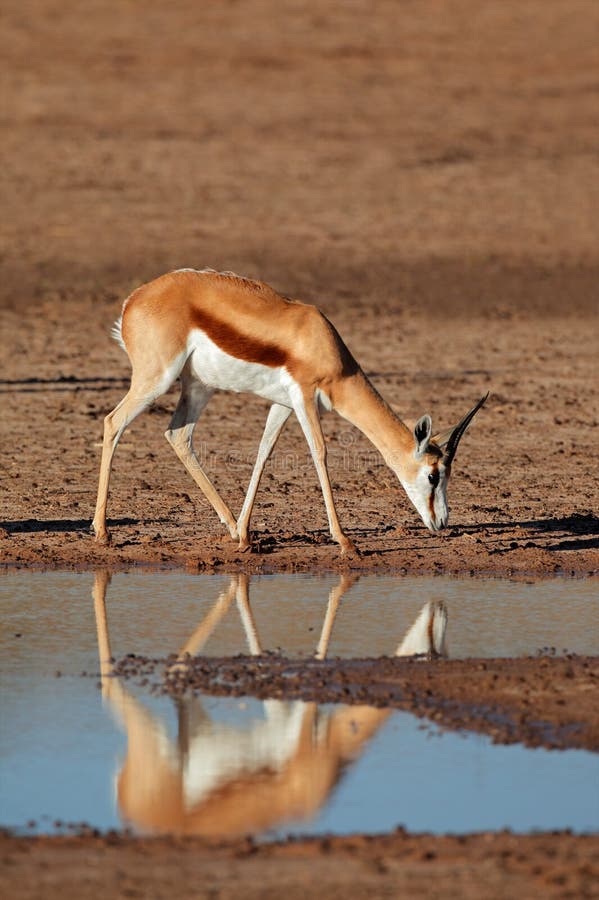 Springbok antelope jumping stock photo. Image of legs - 43552750