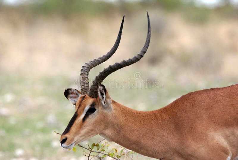 Springbok antelope stock image. Image of melampus, horns - 5103387