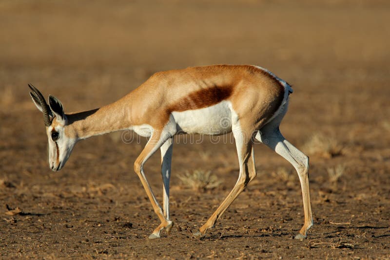 Springbok antelope stock photo. Image of kgalagadi, desert - 7086774