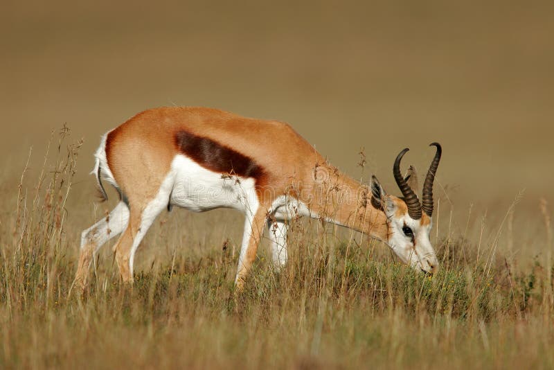 Springbok antelope stock photo. Image of watchful, view - 32006726