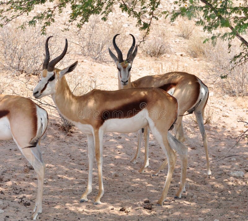 Springbok Antelope (Antidorcas Marsupialis) Stock Image - Image of ...