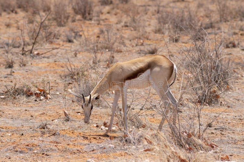 Springbok Antelope in Desert Stock Image - Image of landscape, desert ...