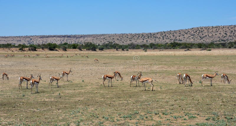 Springbok Herd stock image. Image of gazelle, habitat - 107671247
