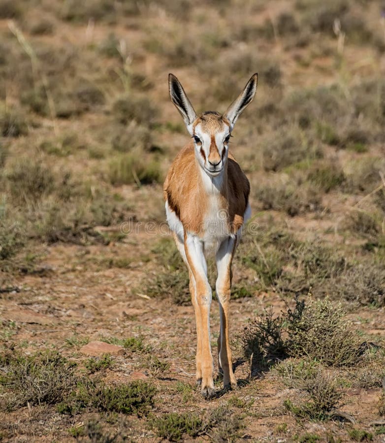 Springbok Antelope stock photo. Image of closeup, mammal - 93976952