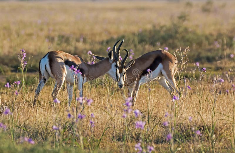 Springbok Antelope Rams stock image. Image of horned - 93977399