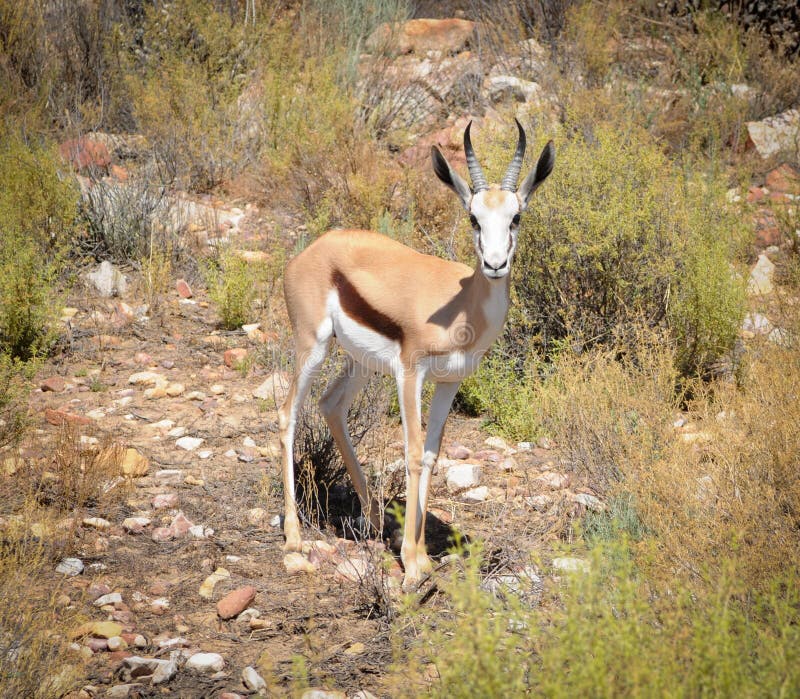 Springbok, Antidorcas Marsupialis, Kalahari, South Africa Stock Image ...