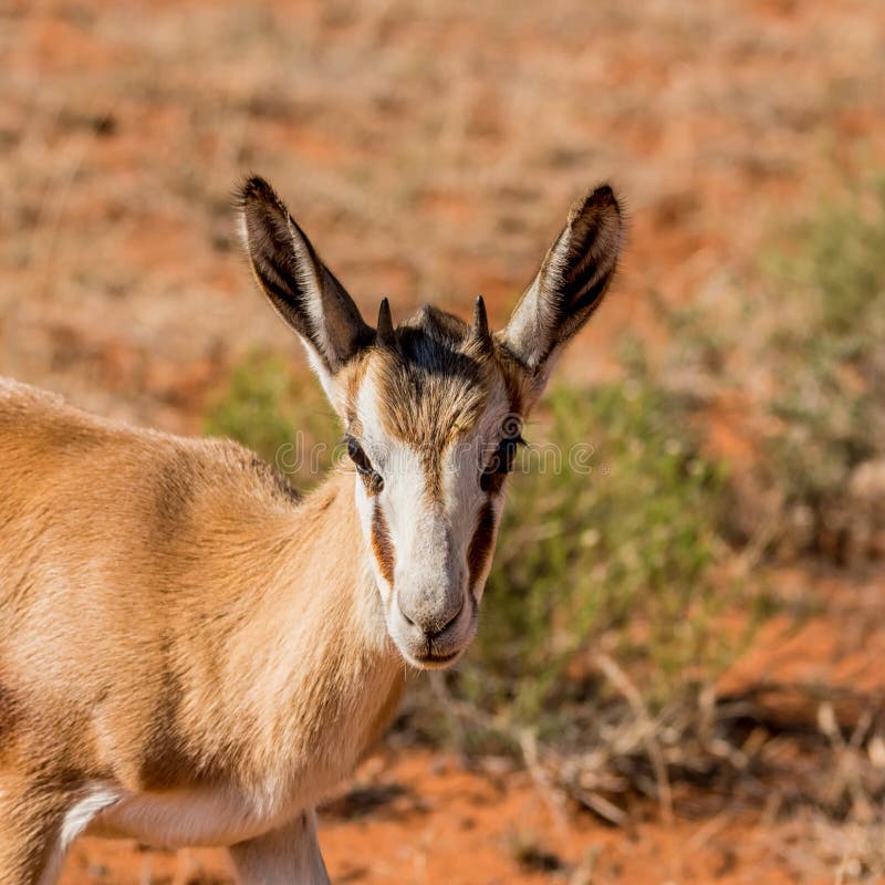 Springbok Antelope stock image. Image of grasslands, brown - 93976381