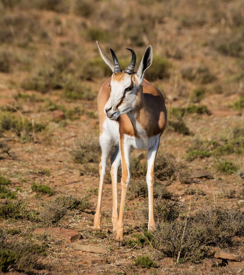 Springbok Antelope stock photo. Image of marsupialis - 93976732