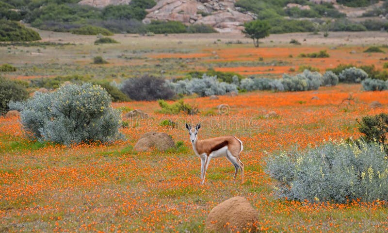 290 African Savanna Flowers Stock Photos - Free & Royalty-Free Stock ...