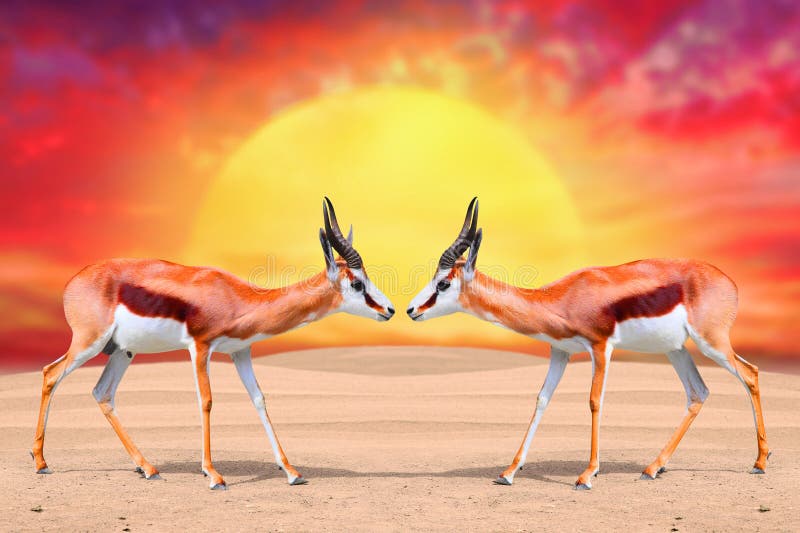 The Springbok Antelope. stock image. Image of national - 48712773