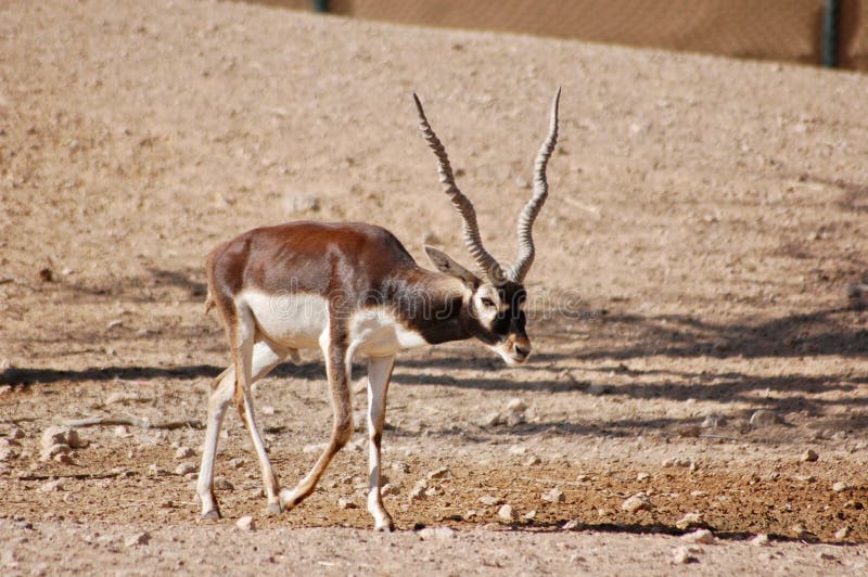 A Springbok Antelope Walking Towards the Camera Along the Sandy Bath ...