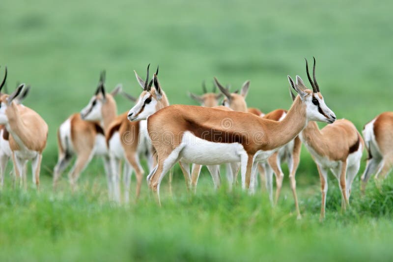 Springbok antelopes stock photo. Image of southern, herd - 1355090