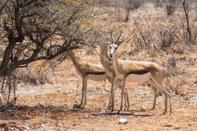 Springbok Antelopes Near Tree Stock Photo - Image of springbok, leafs ...