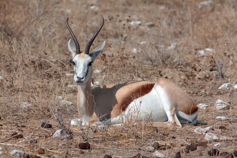 Springbok (Antidorcas Marsupialis) Stock Photo - Image of expanse ...
